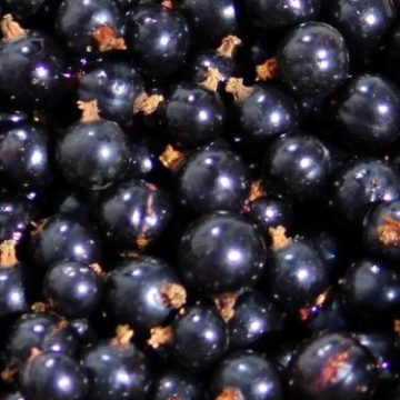 Black Currants, Frozen, 2kg | Nectarina